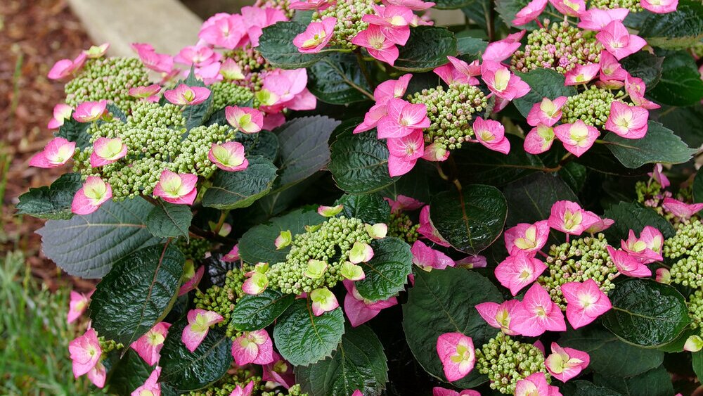 Hortenziju audzēšana un kopšana